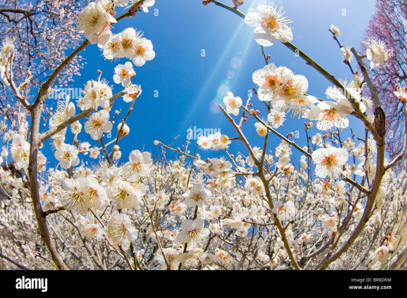 Fish eye lens hi-res stock photography and images - Alamy