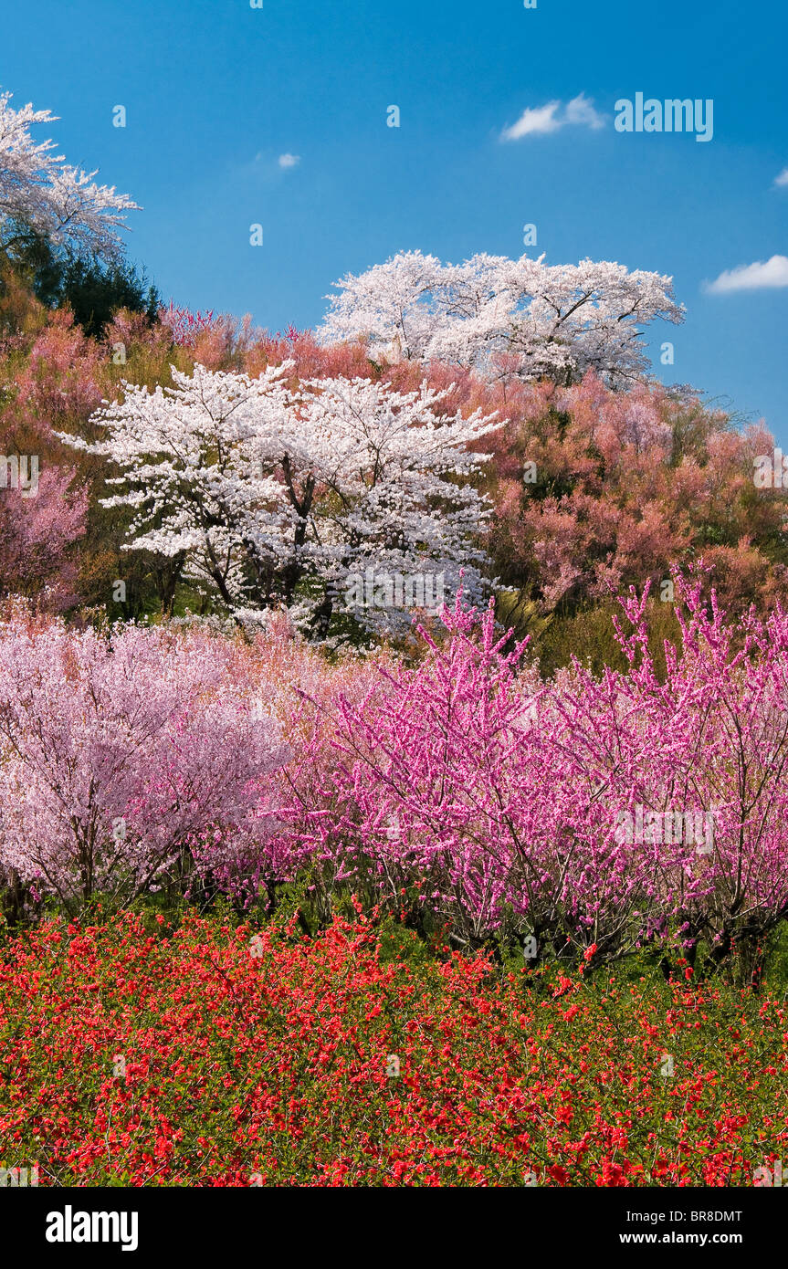 Cherry blossoms and flower field Stock Photo - Alamy
