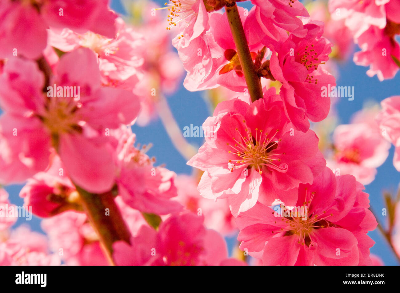 Plum trees and flowering and japan hi-res stock photography and images ...
