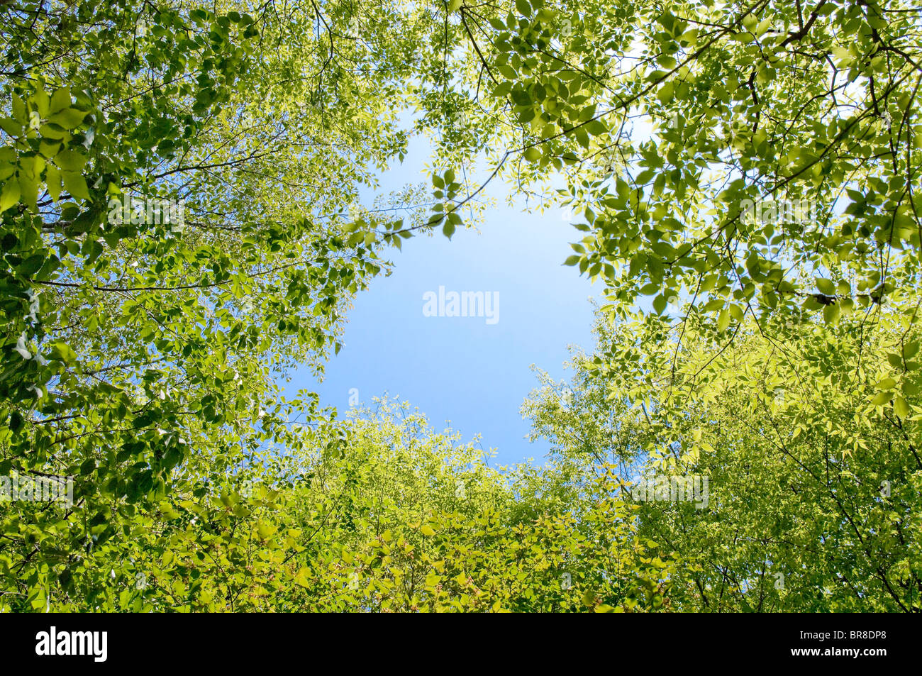 Forest, Low Angle View Stock Photo - Alamy