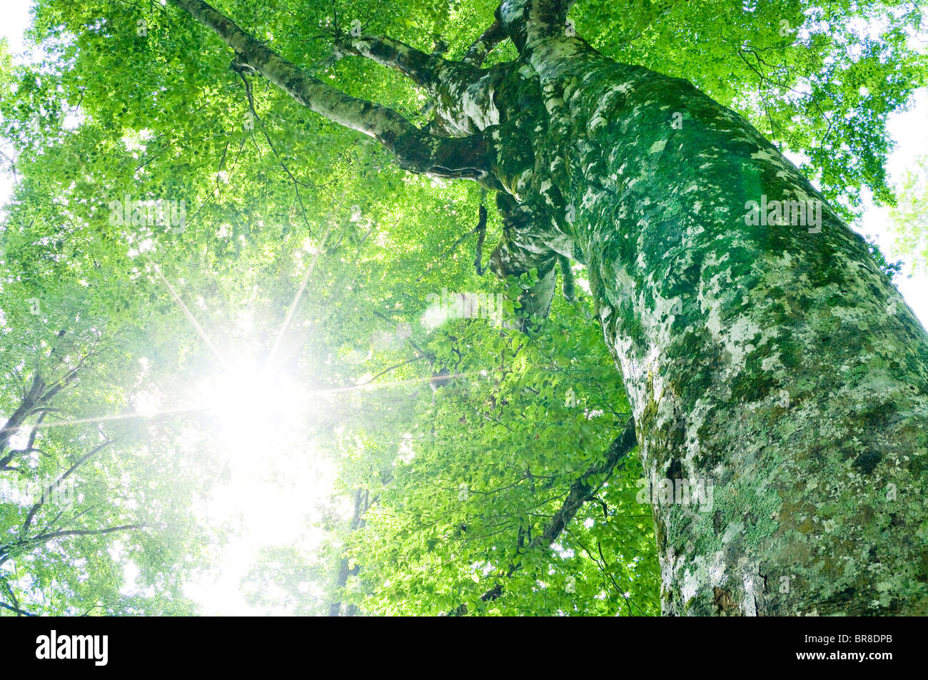 Tree low angle hi-res stock photography and images - Alamy