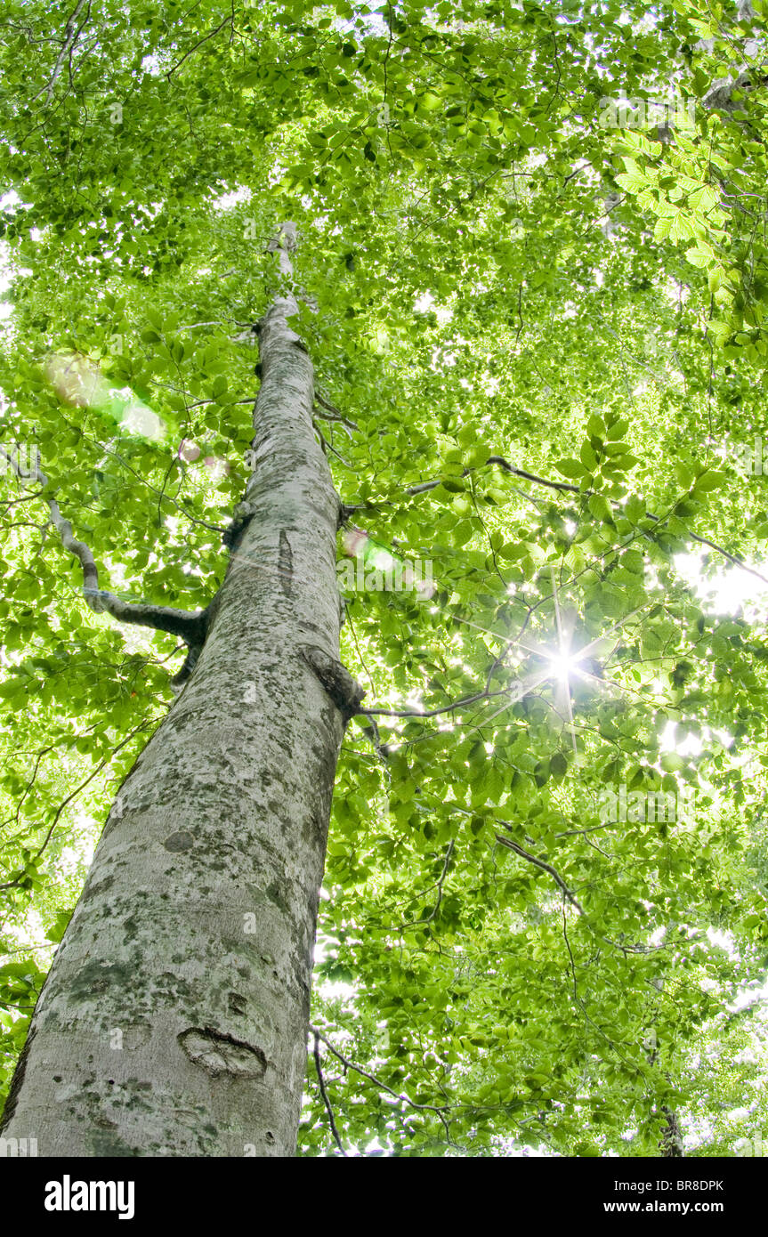 Low angle view of tree Stock Photo - Alamy