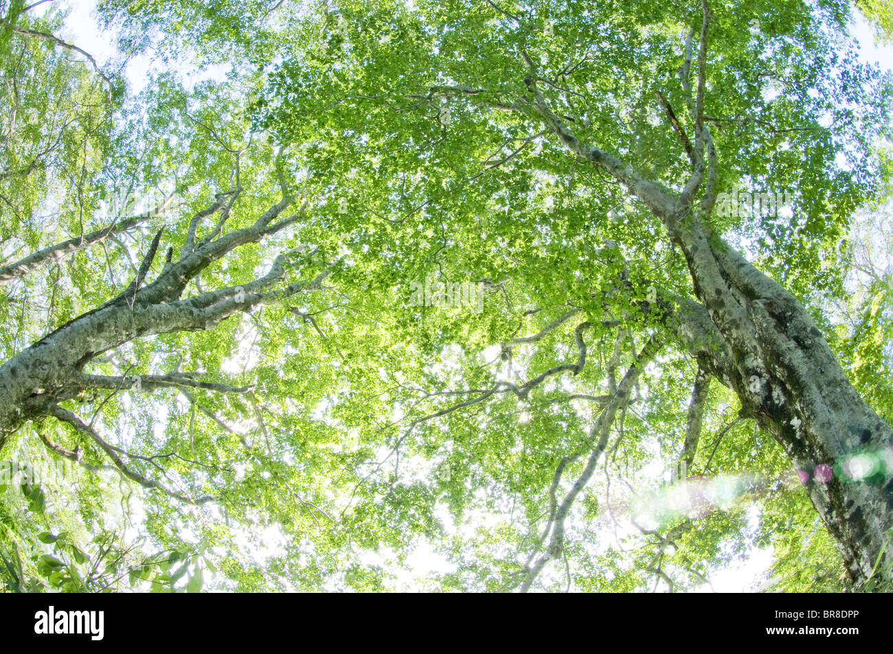Tree at an angle hi-res stock photography and images - Alamy