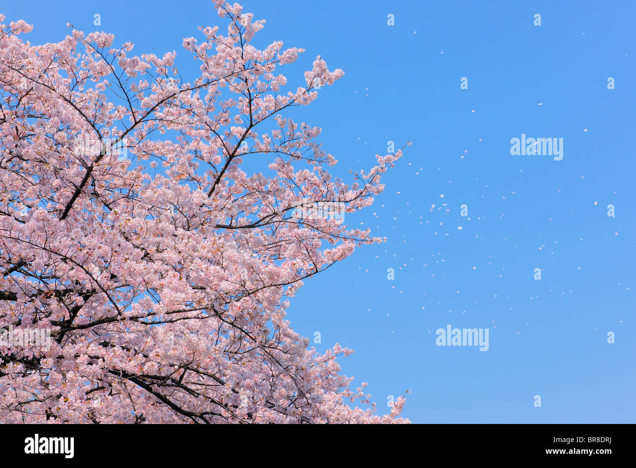Cherry blossoms falling hi-res stock photography and images - Alamy