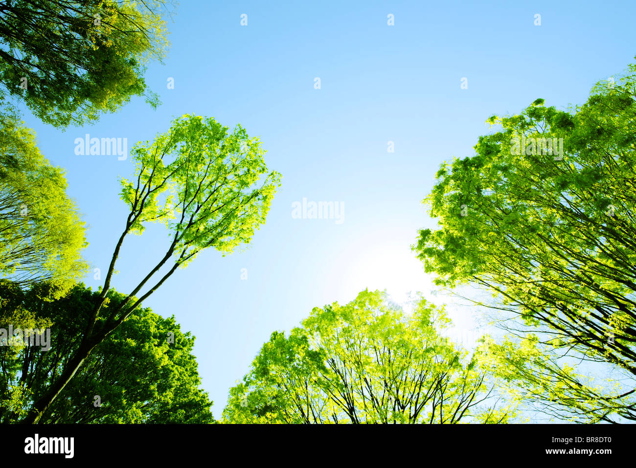 Trees, Low Angle View Stock Photo - Alamy