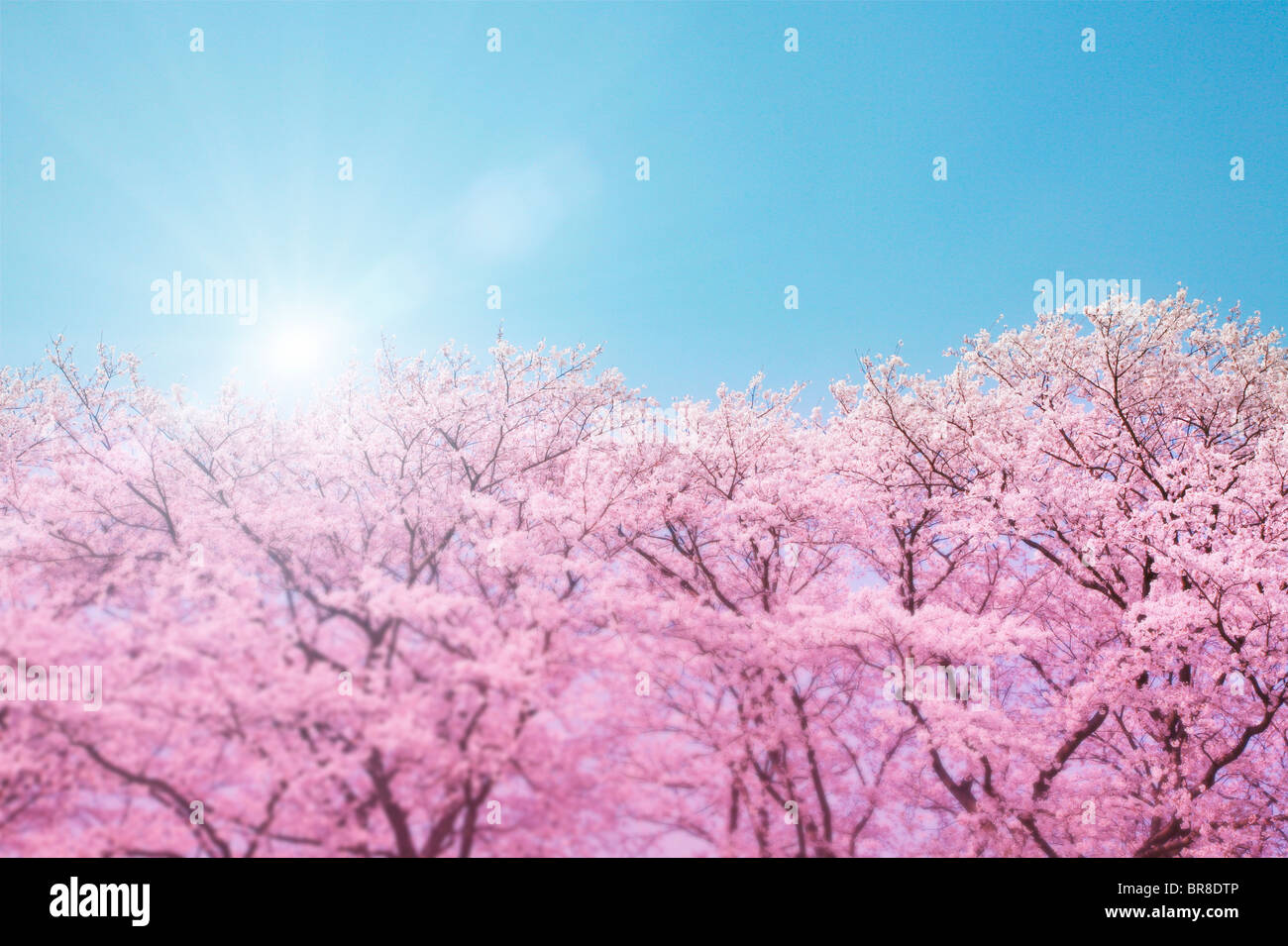 Cherry blossoms and sun Stock Photo - Alamy
