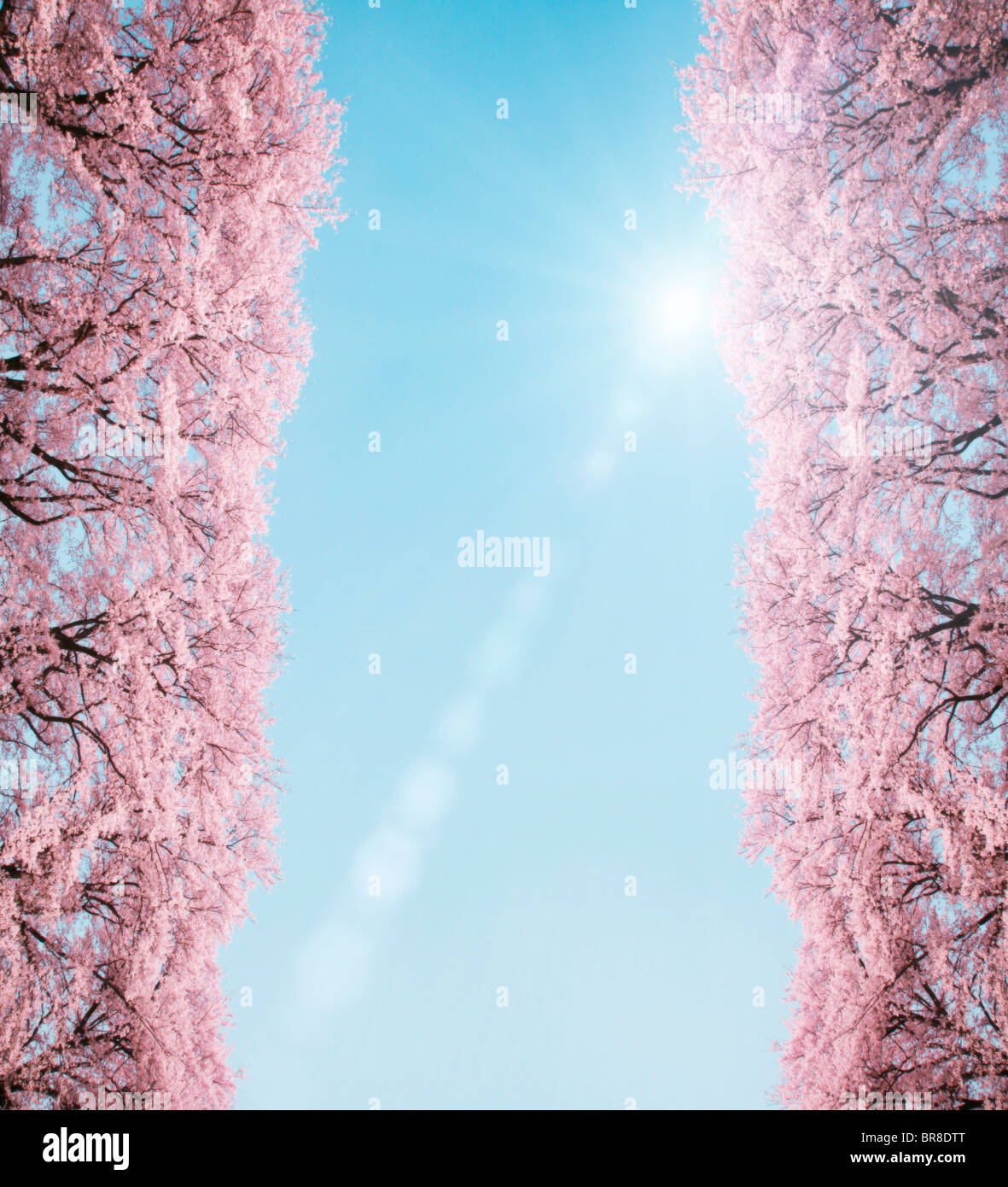 Cherry blossoms and sun Stock Photo - Alamy