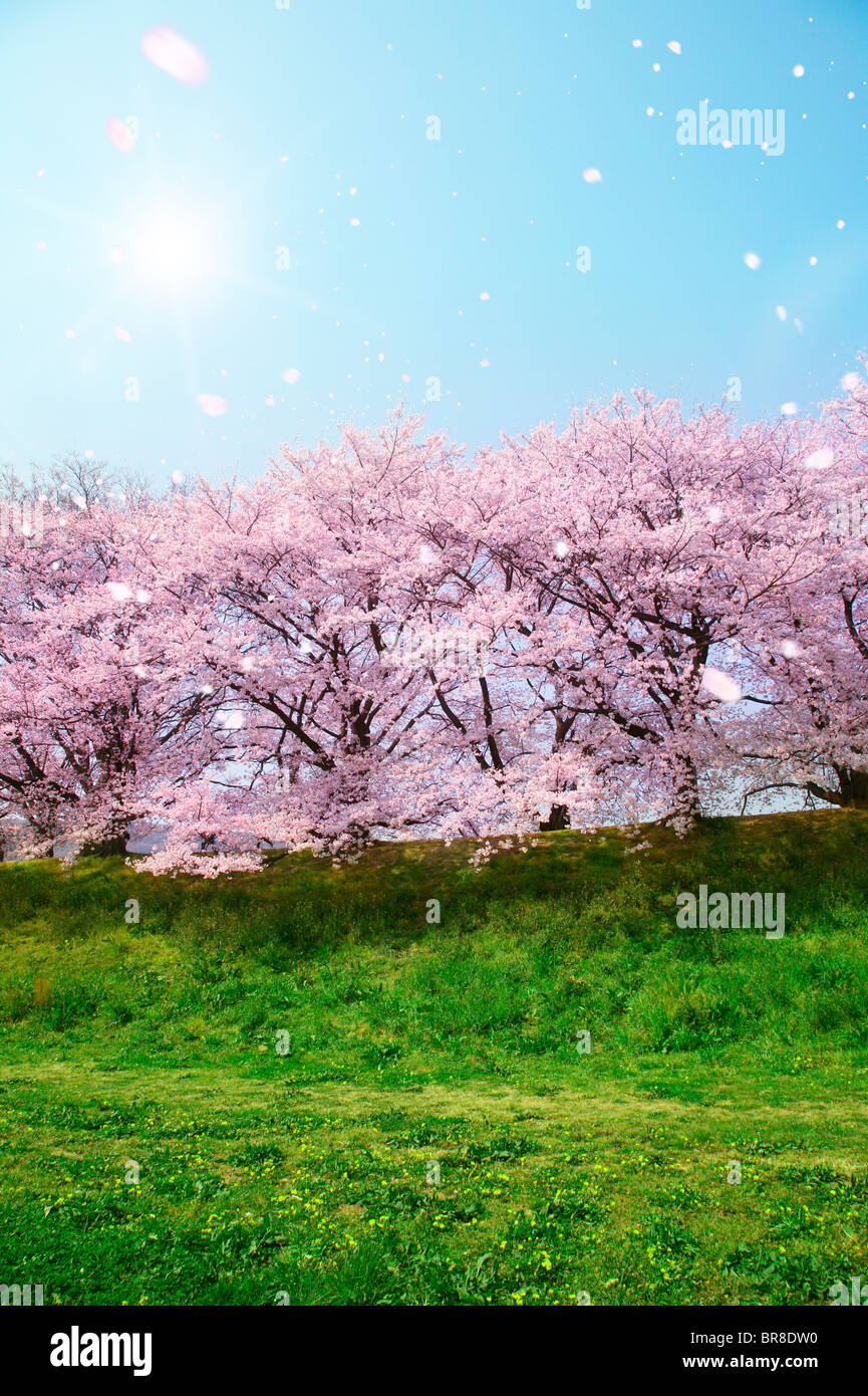 Petals Blowing In The Wind