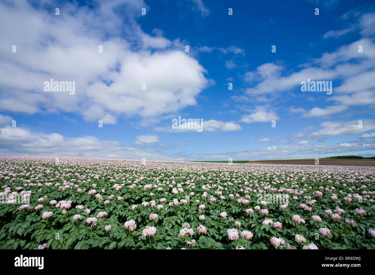 Flowering potato fields hi-res stock photography and images - Alamy