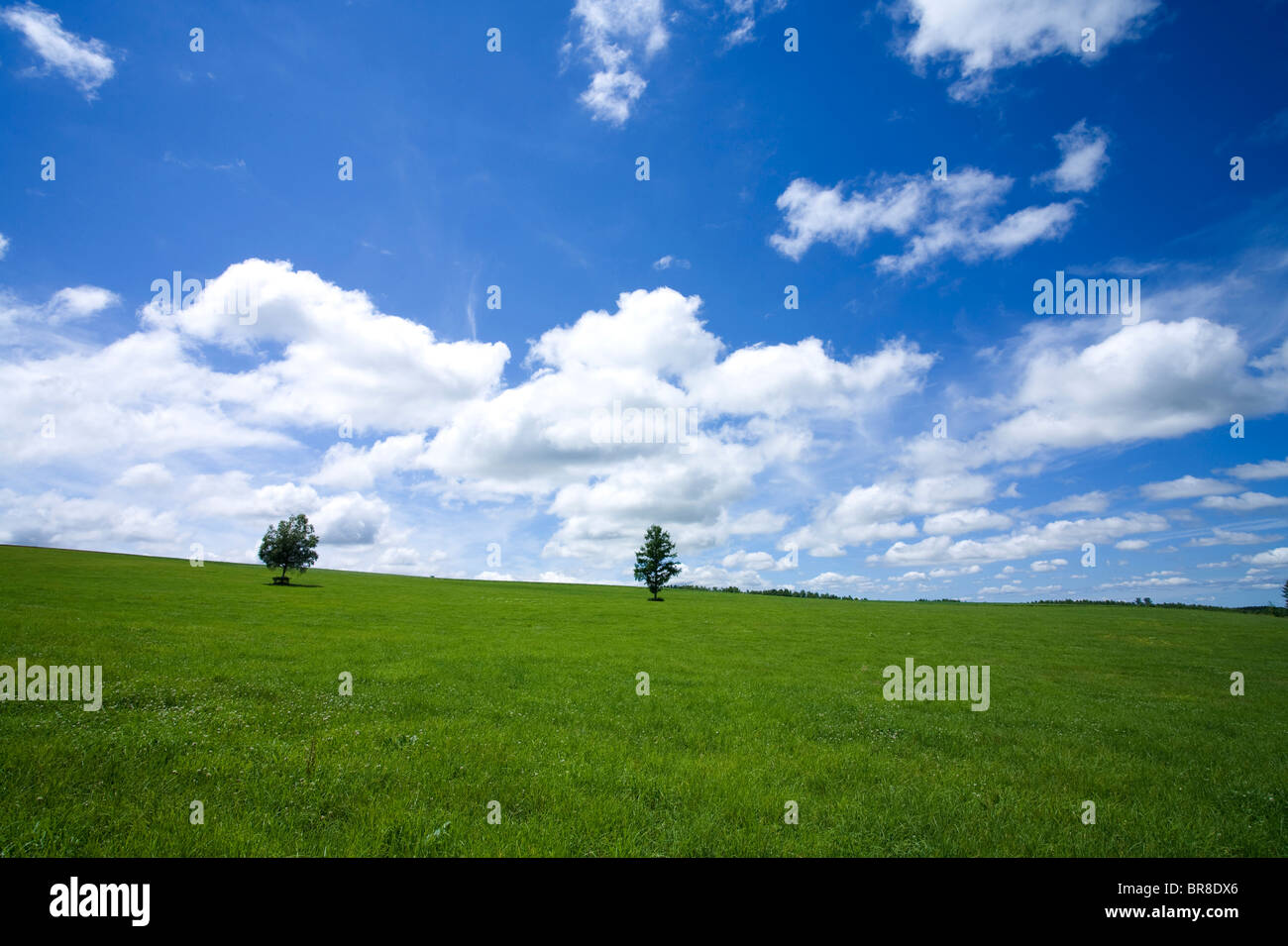 Grass field two trees hi-res stock photography and images - Alamy