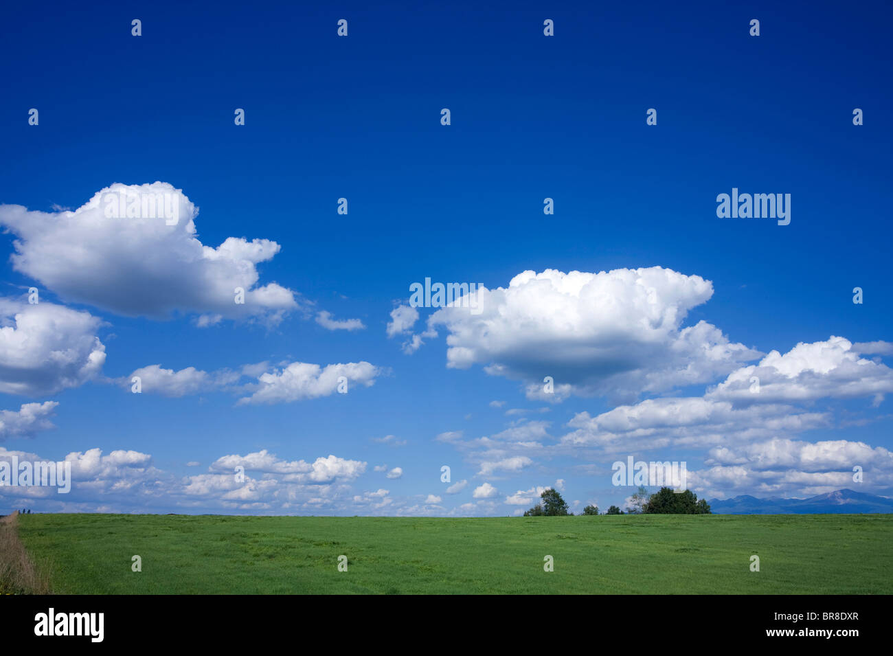 Trees and field Stock Photo - Alamy