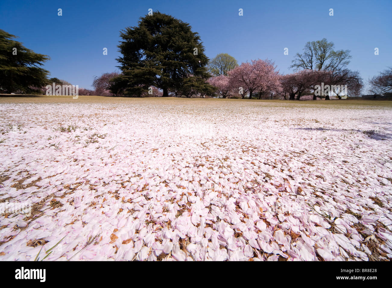 Cherry blossom petals falling ground hi-res stock photography and ...
