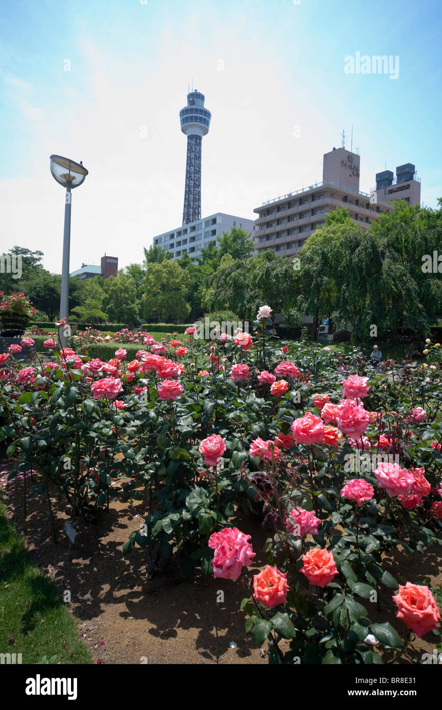 Yokohama rose garden hi-res stock photography and images - Alamy