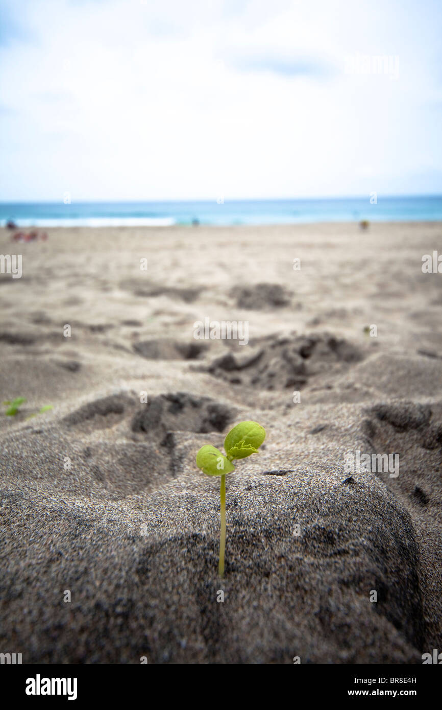 Sapling hi-res stock photography and images - Alamy
