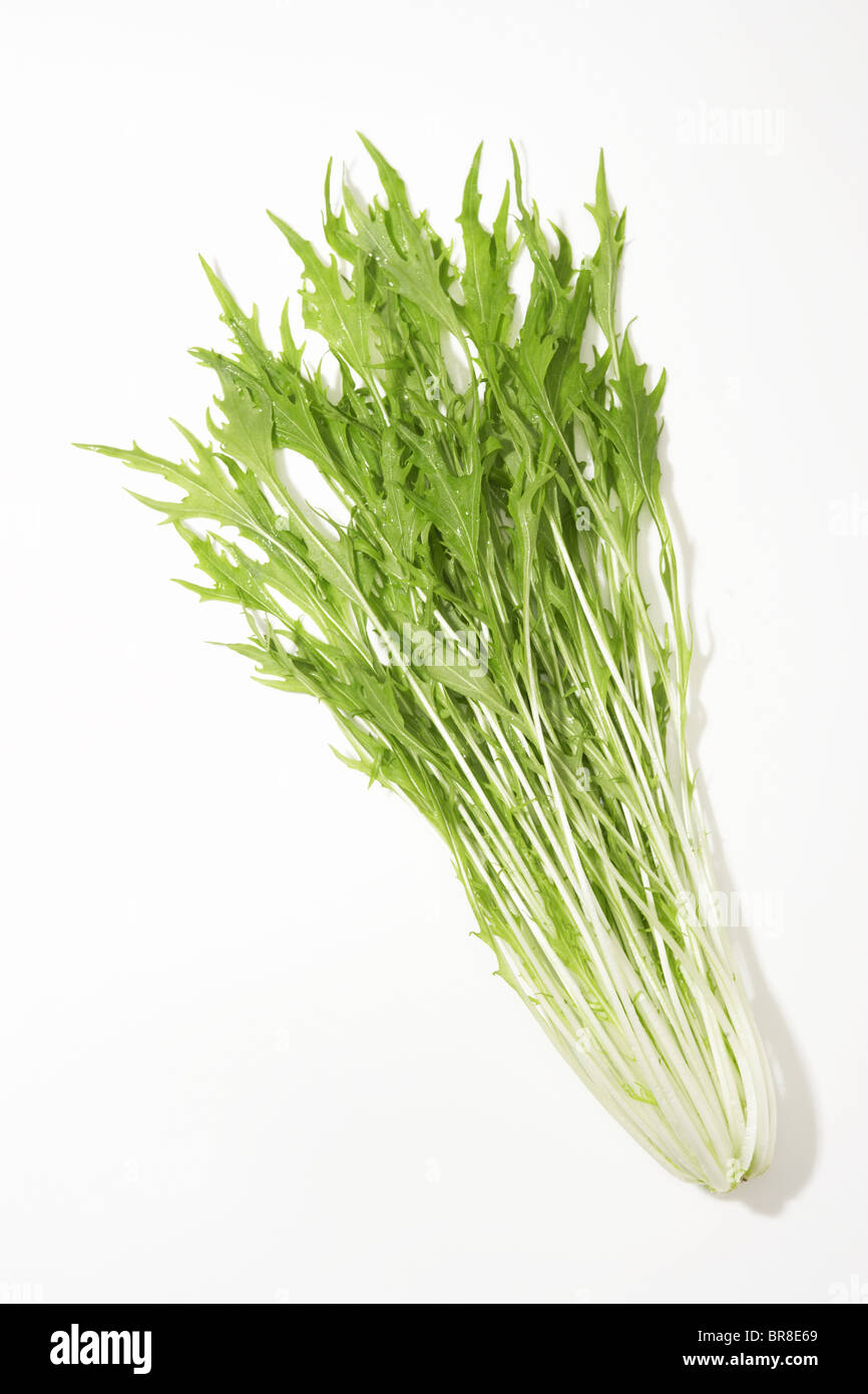 Potherb mustard hi-res stock photography and images - Alamy