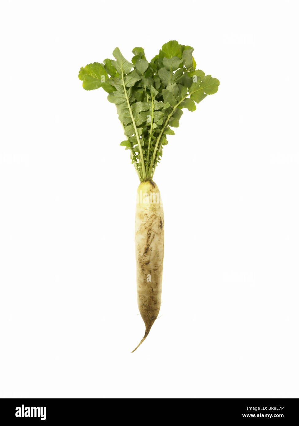 Japanese daikon radishes hi-res stock photography and images - Alamy