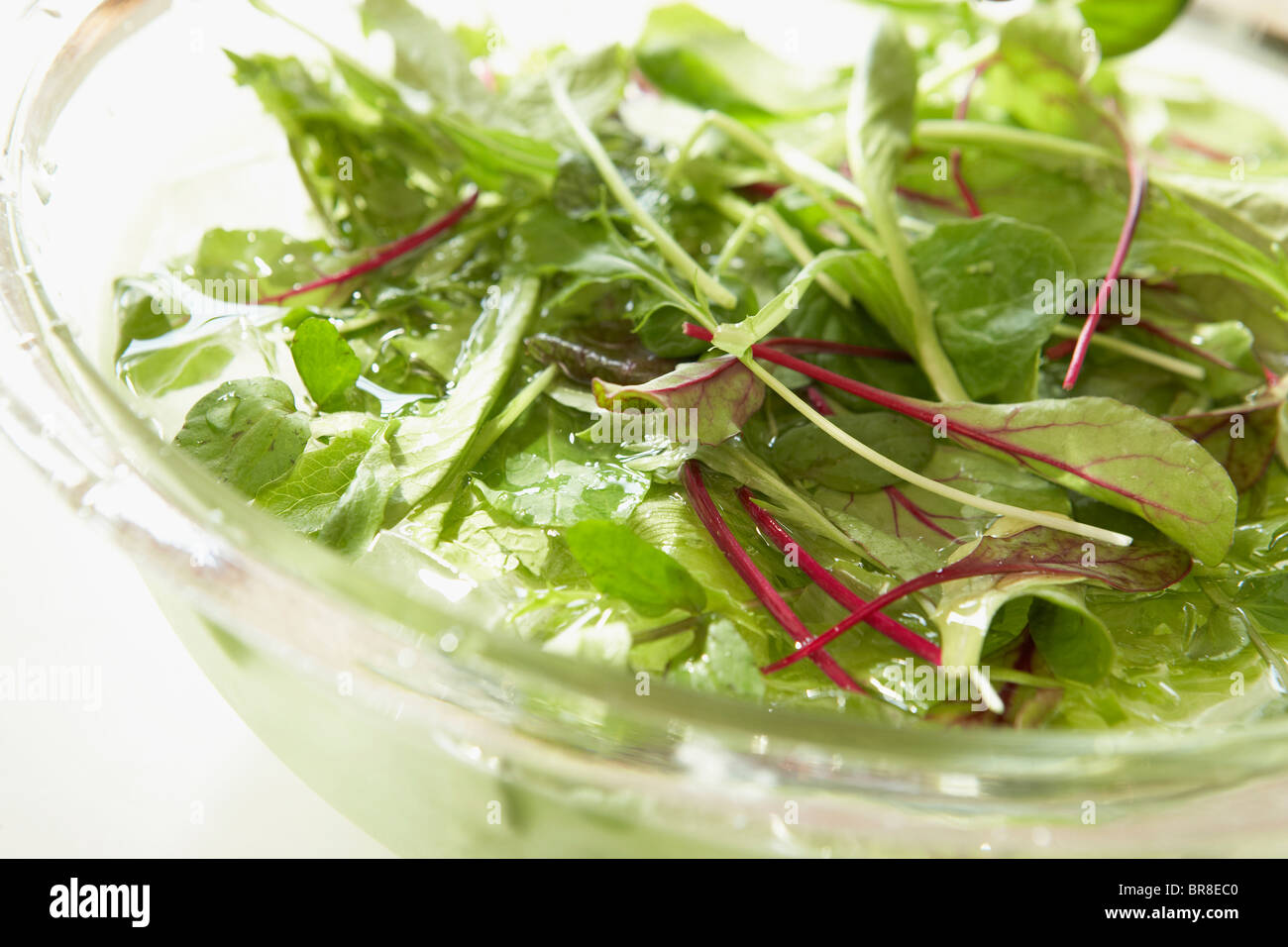 In water lettuce hi-res stock photography and images - Alamy