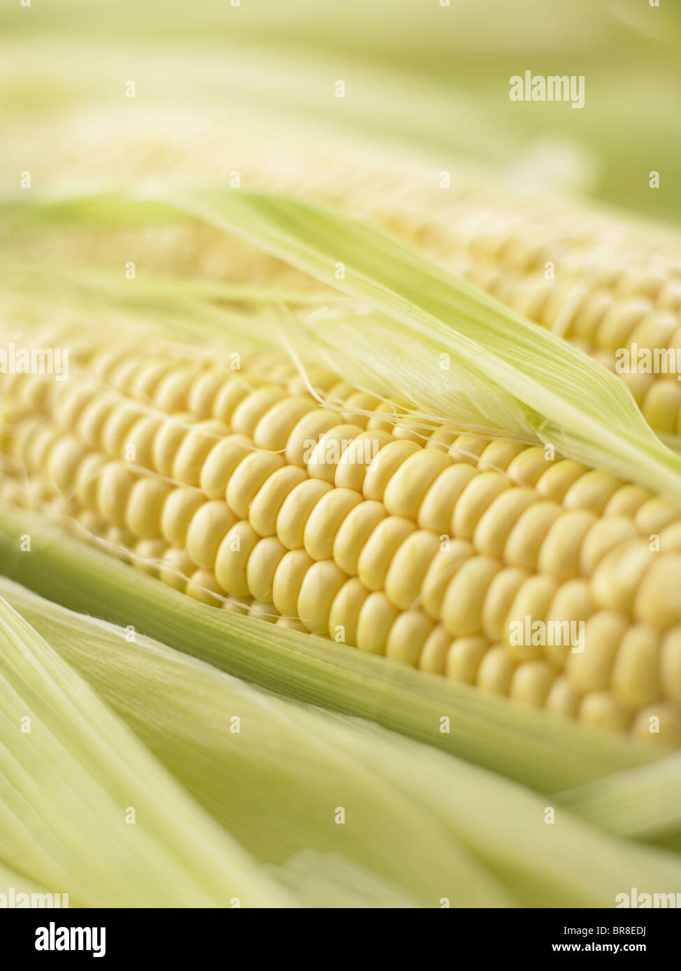 Close up of corns Stock Photo - Alamy