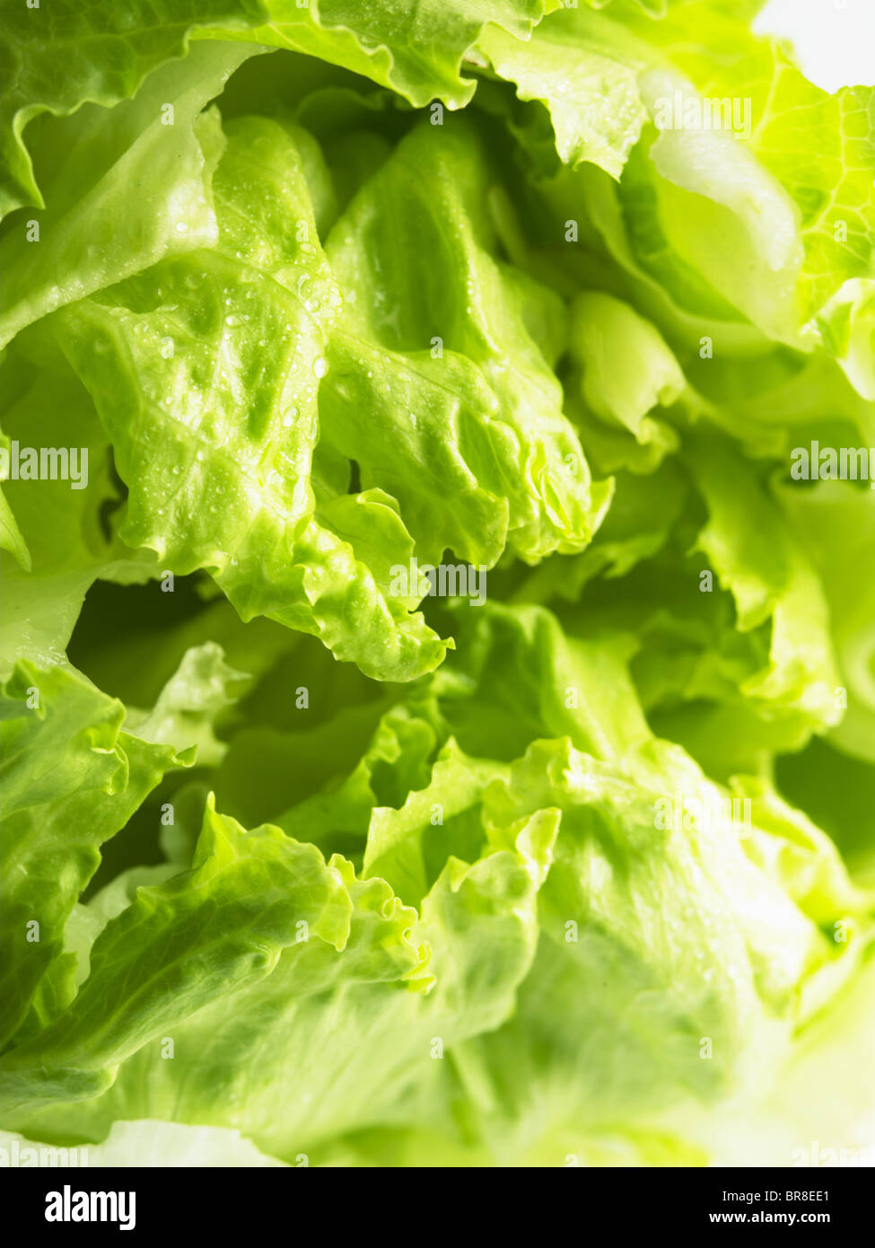 Close up of lettuce, full frame Stock Photo - Alamy