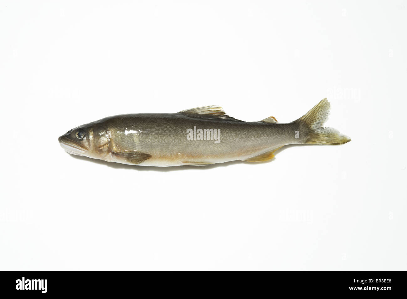 Fish on white background Stock Photo - Alamy