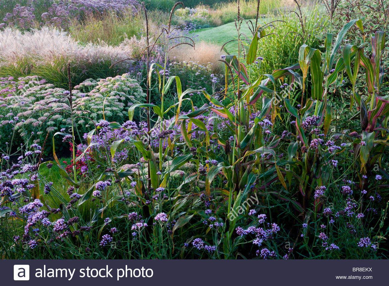 Maize Stock Photos & Maize Stock Images - Alamy