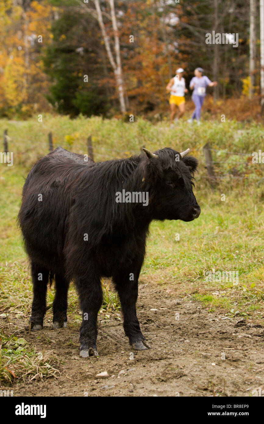 A black cow with runners in the background during a marathon in Stowe ...
