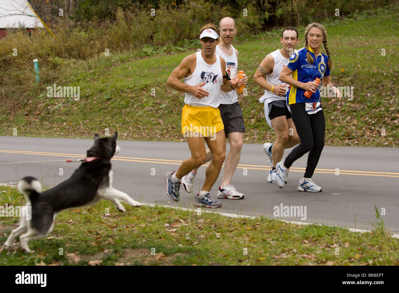 Marathon dog hi-res stock photography and images - Alamy