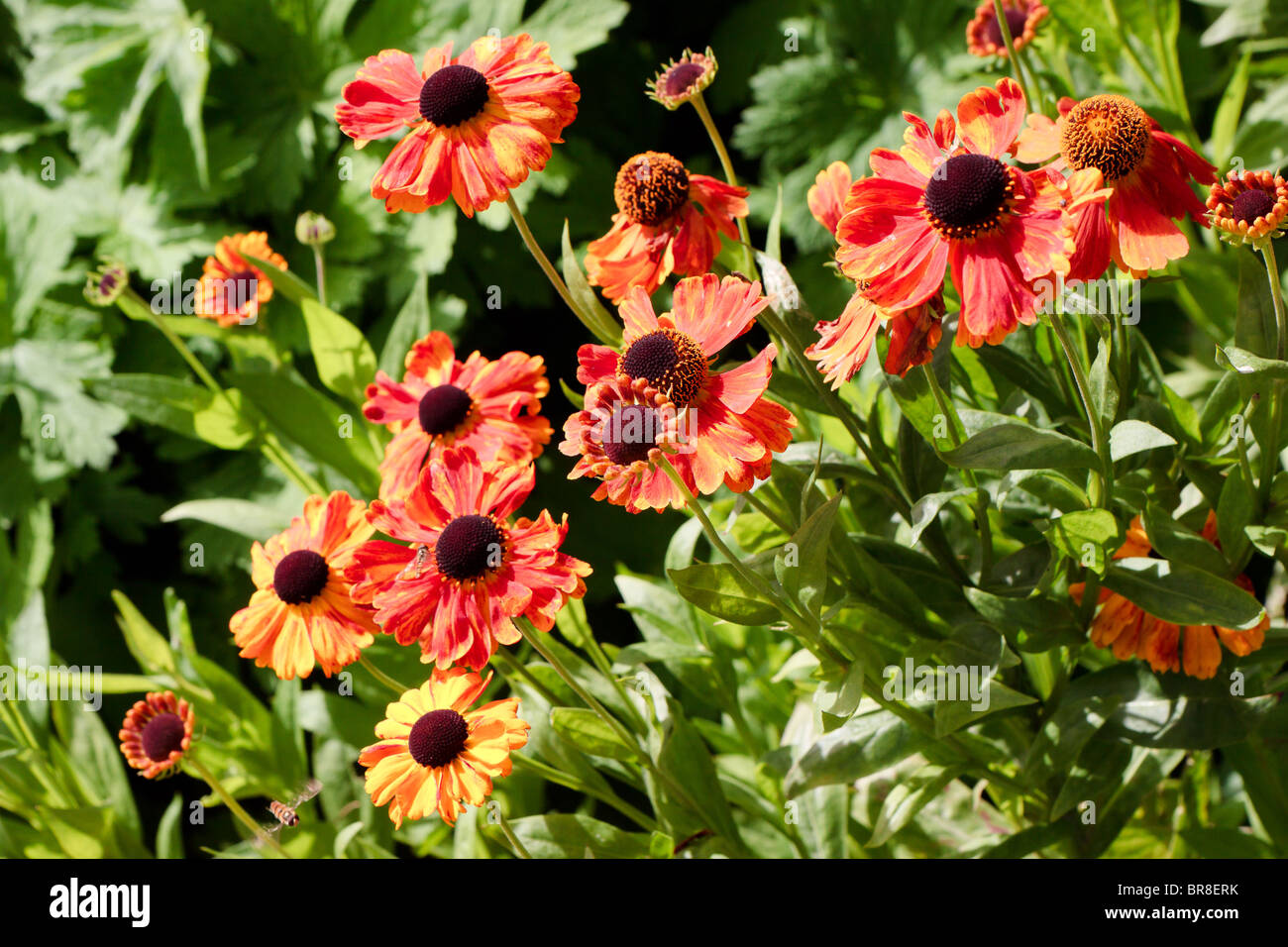 Flowers on display at The Alnwick Garden Stock Photo - Alamy