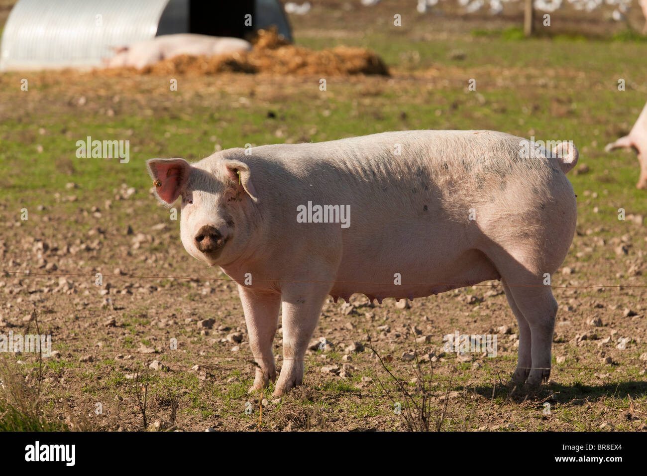 Outdoor reared free range gloucester old spot pigs on a farm with huts ...