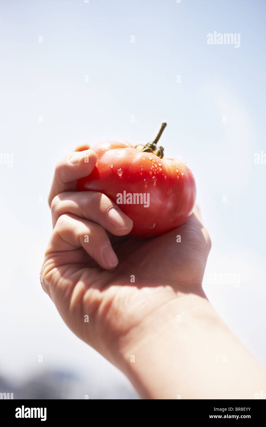 Hand holding tomato, close up Stock Photo - Alamy