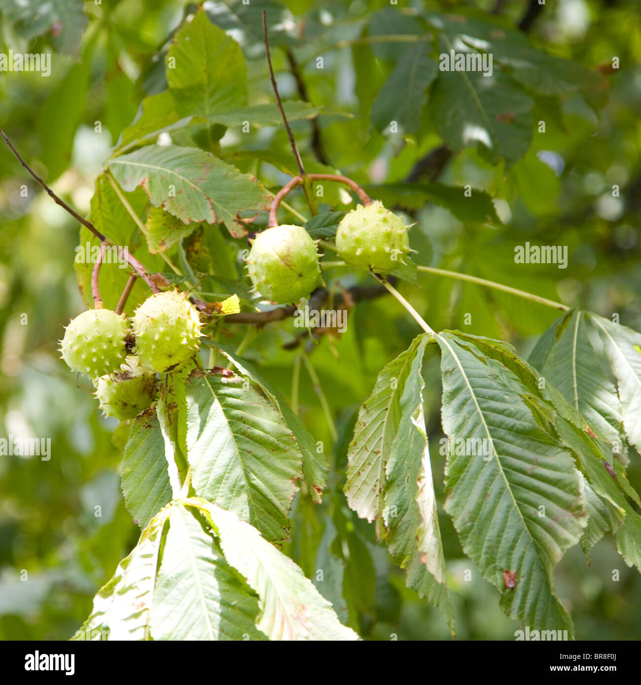 Horse chestnut trees hi-res stock photography and images - Alamy