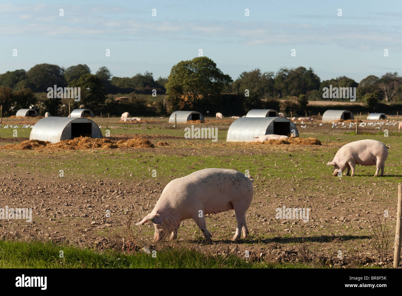 Outdoor reared free range gloucester old spot pigs on a farm with huts ...