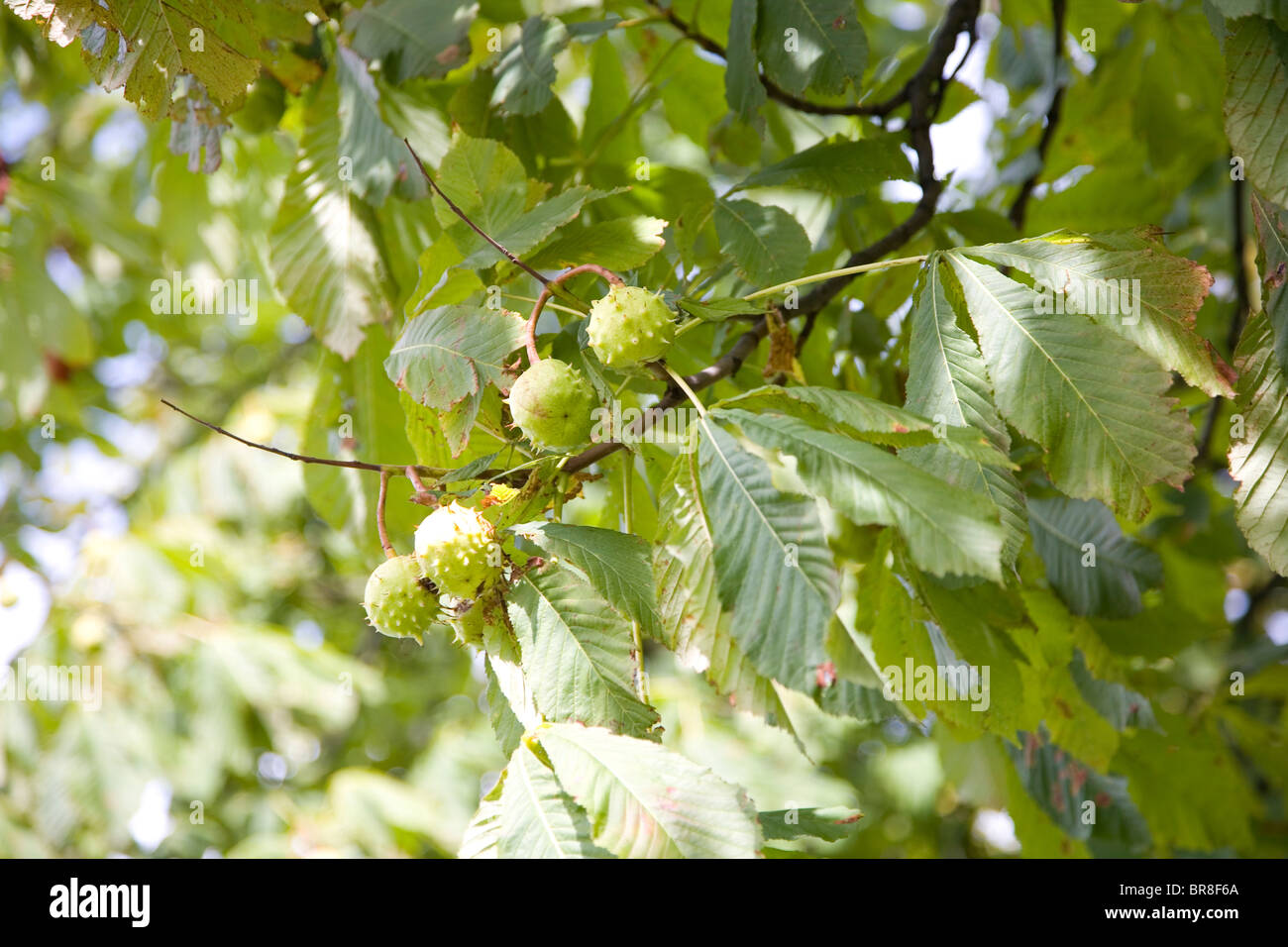 Horse chestnut trees hi-res stock photography and images - Alamy