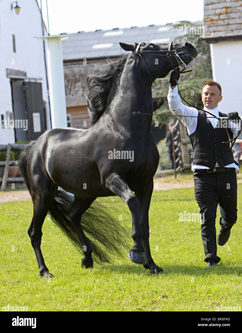 Black Morgan Horse stallion Stock Photo - Alamy