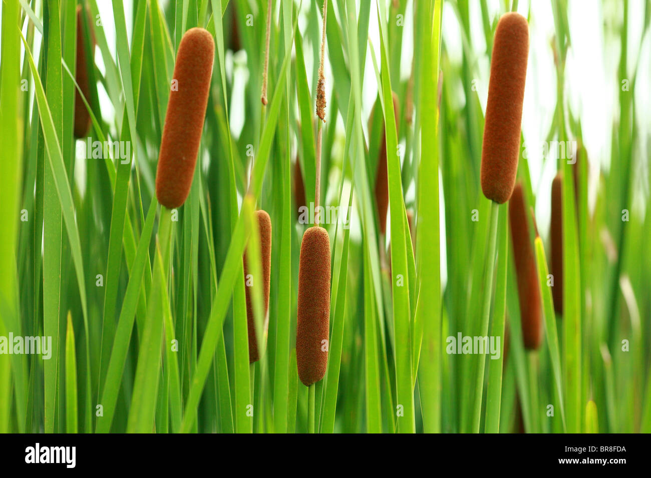 Cattail, close up, full frame Stock Photo - Alamy
