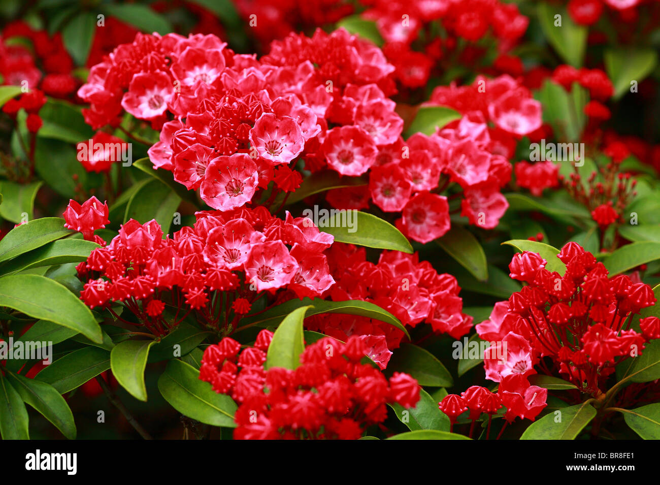 Kalmia flowers, close up Stock Photo - Alamy