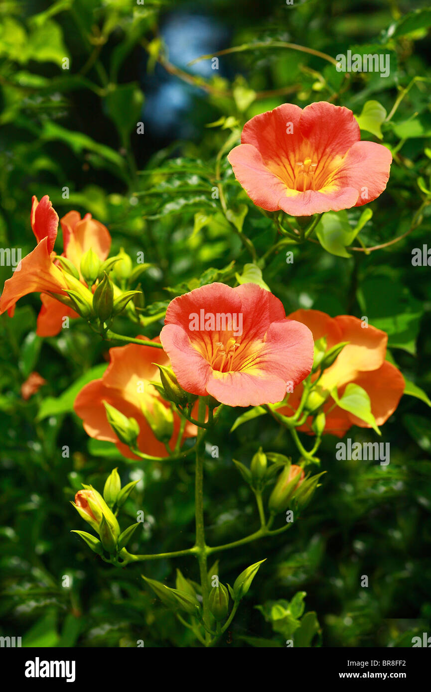Chinese Trumpet Vine Stock Photo - Alamy