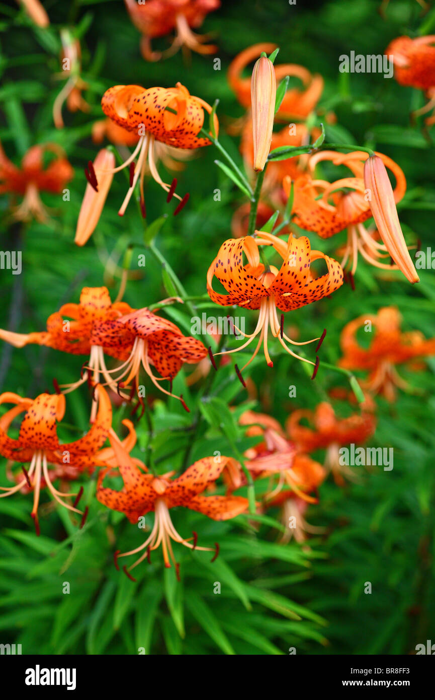 Tiger lily photography hi-res stock photography and images - Alamy