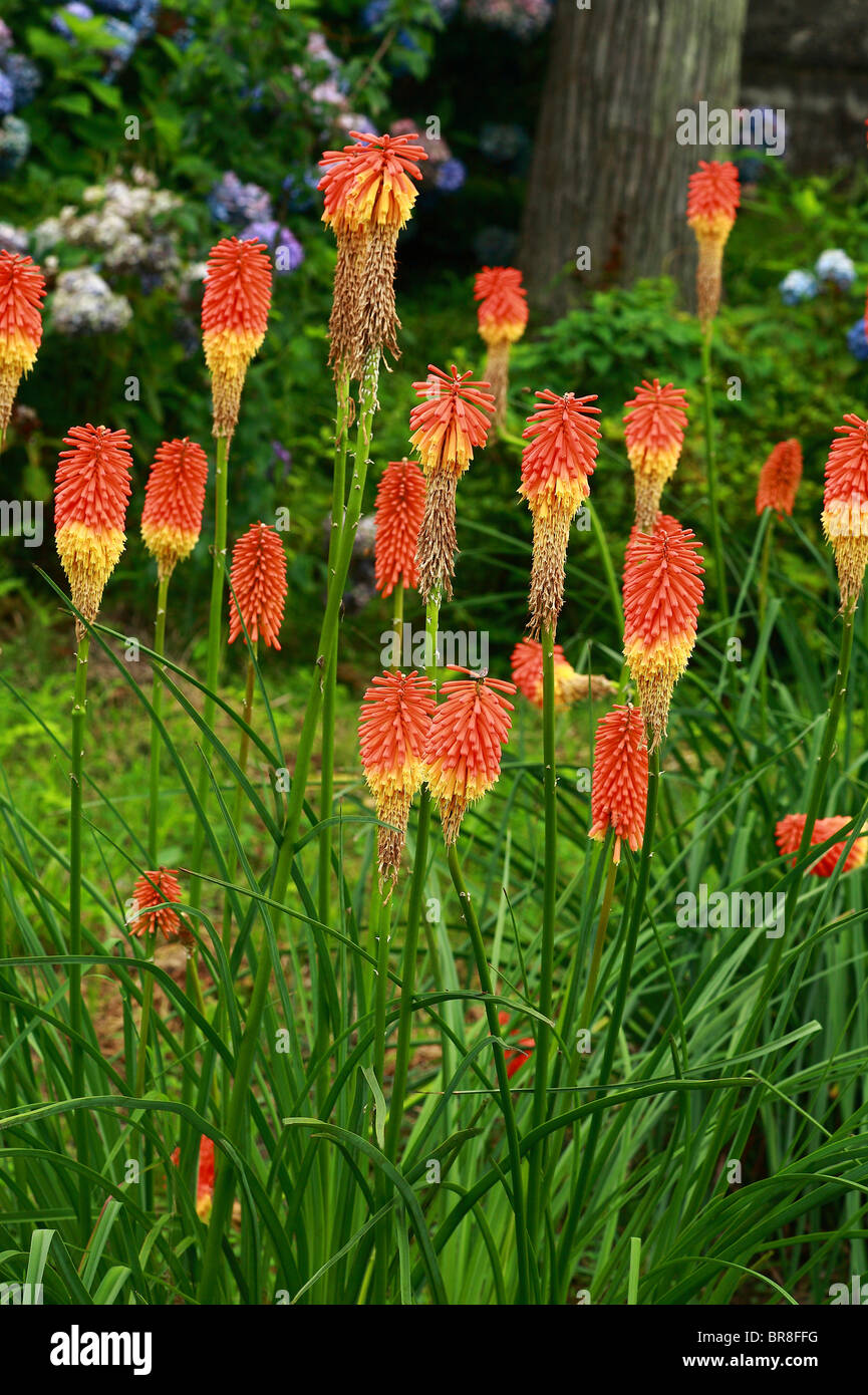 Red hot torch lilies hi-res stock photography and images - Alamy