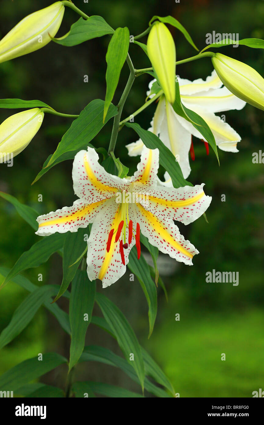 Gold lily hi-res stock photography and images - Alamy