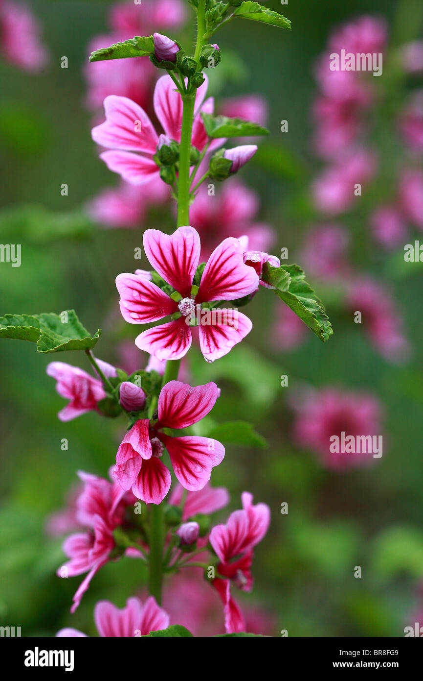 Malva image hi-res stock photography and images - Alamy