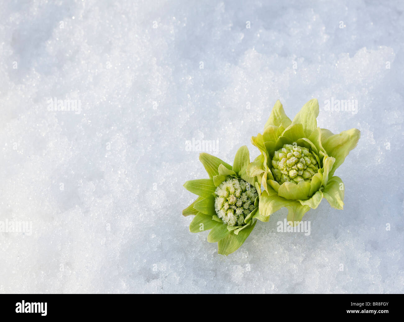 Butterbur Sprout in Snow Stock Photo - Alamy
