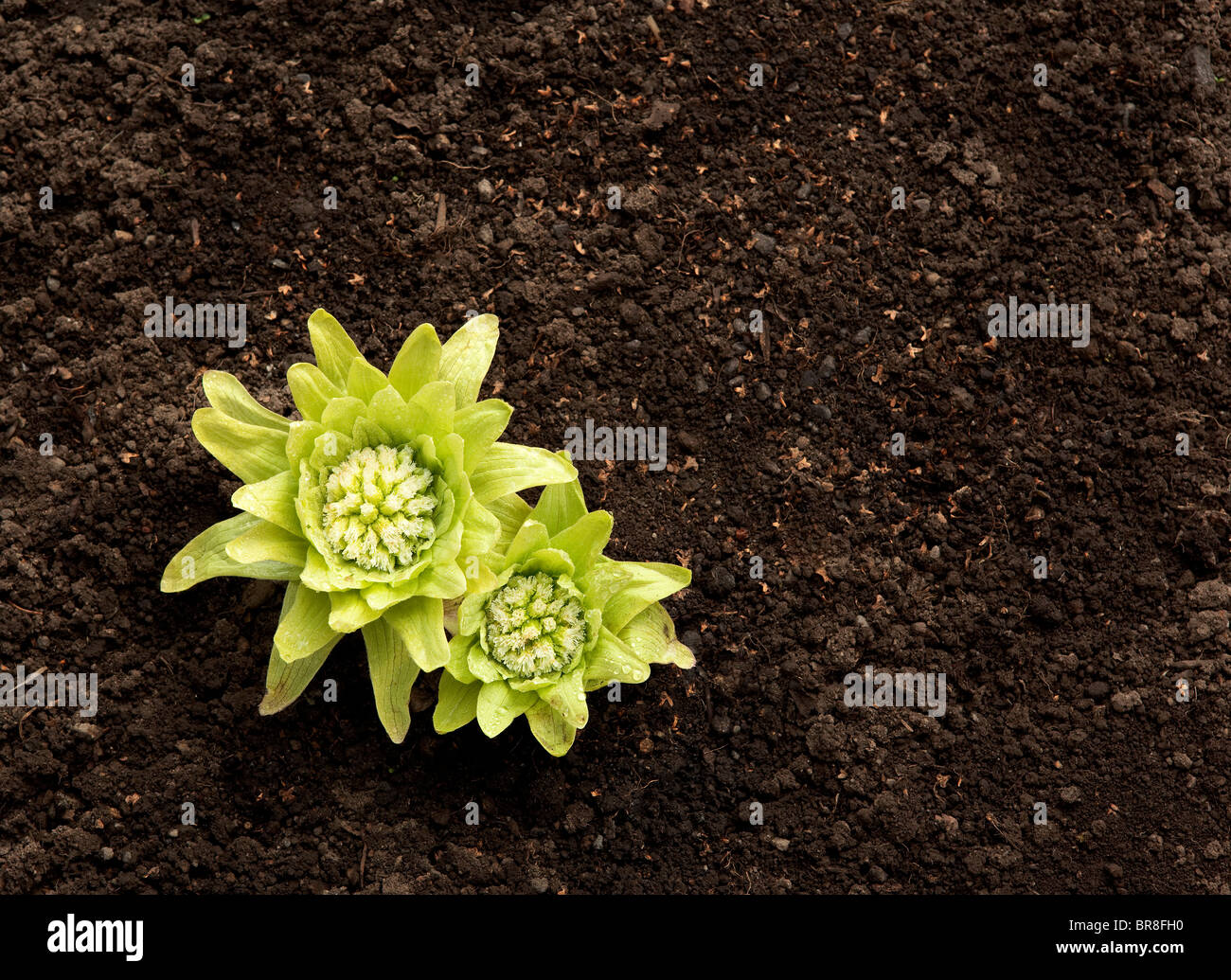 Butterbur plant hi-res stock photography and images - Alamy