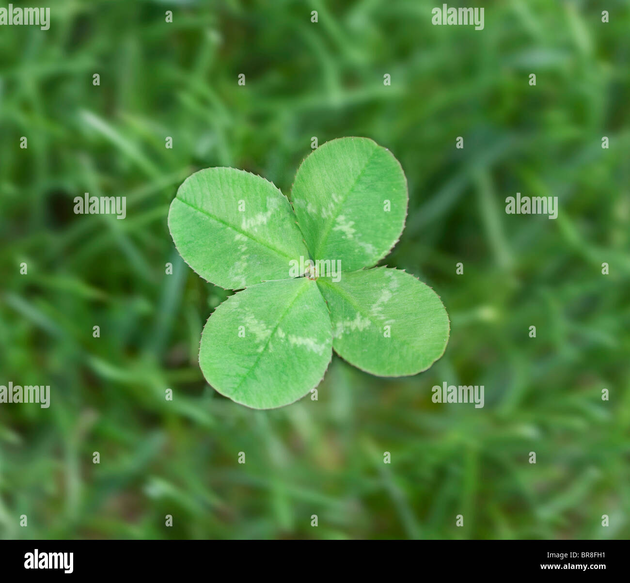 Four leaf clover hi-res stock photography and images - Alamy