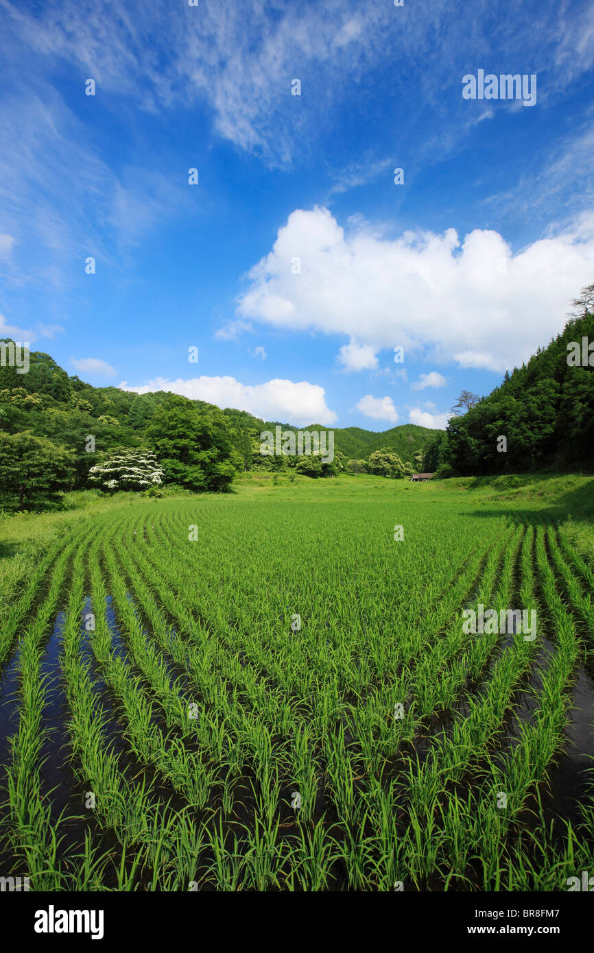 Rice Field in Japan Stock Photo - Alamy