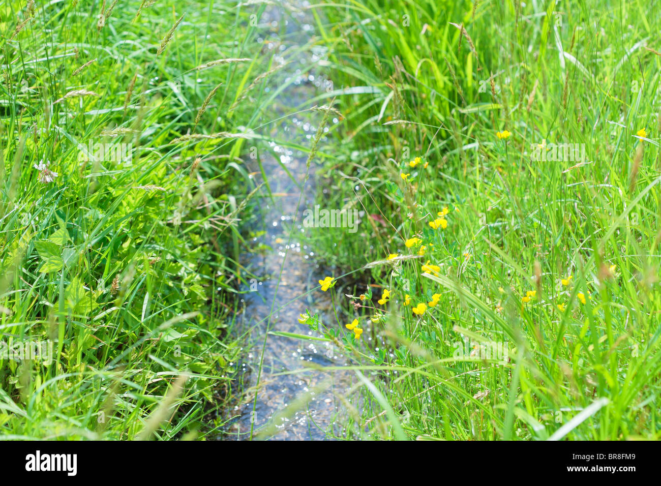 Small green grasses hi-res stock photography and images - Alamy