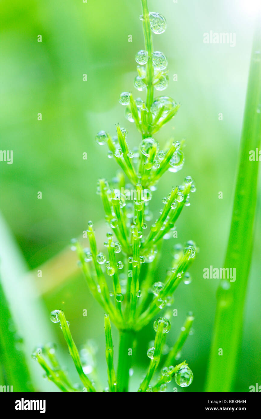 Morning dawns hi-res stock photography and images - Alamy