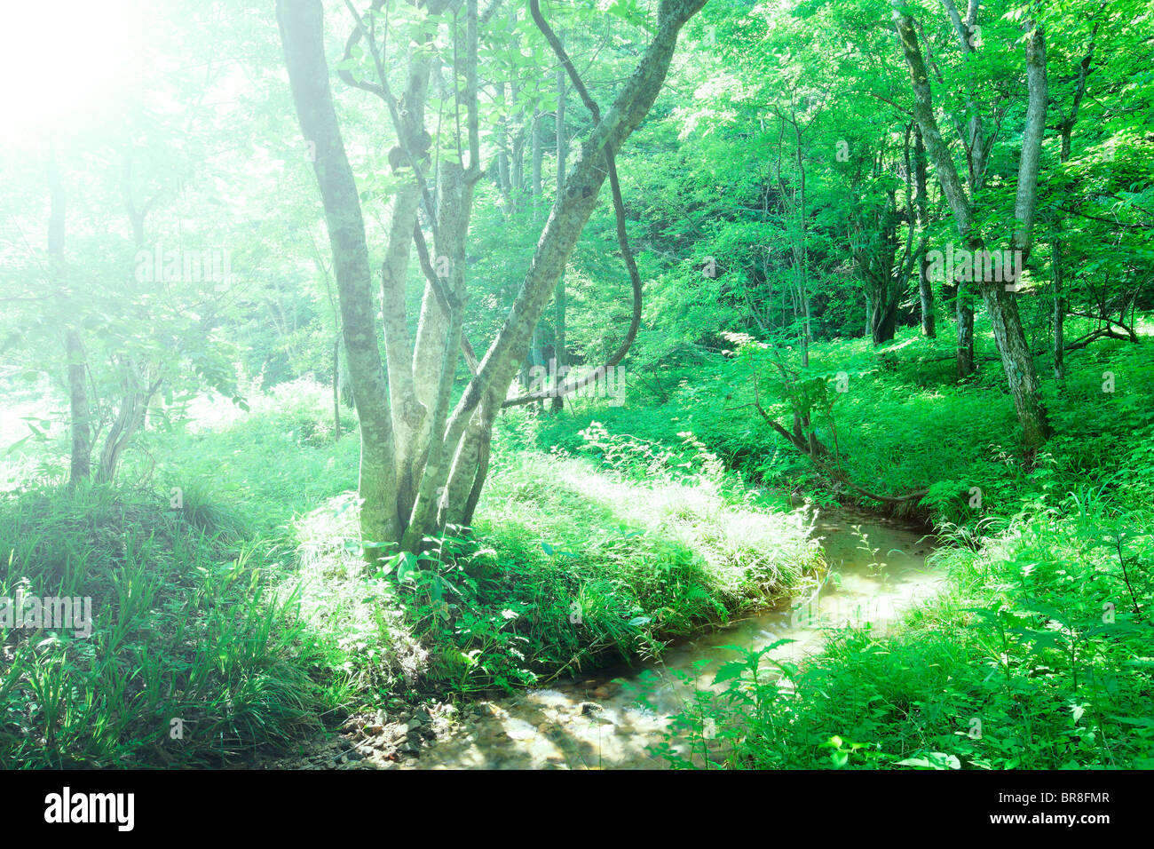 Water from brook in forest hi-res stock photography and images - Alamy