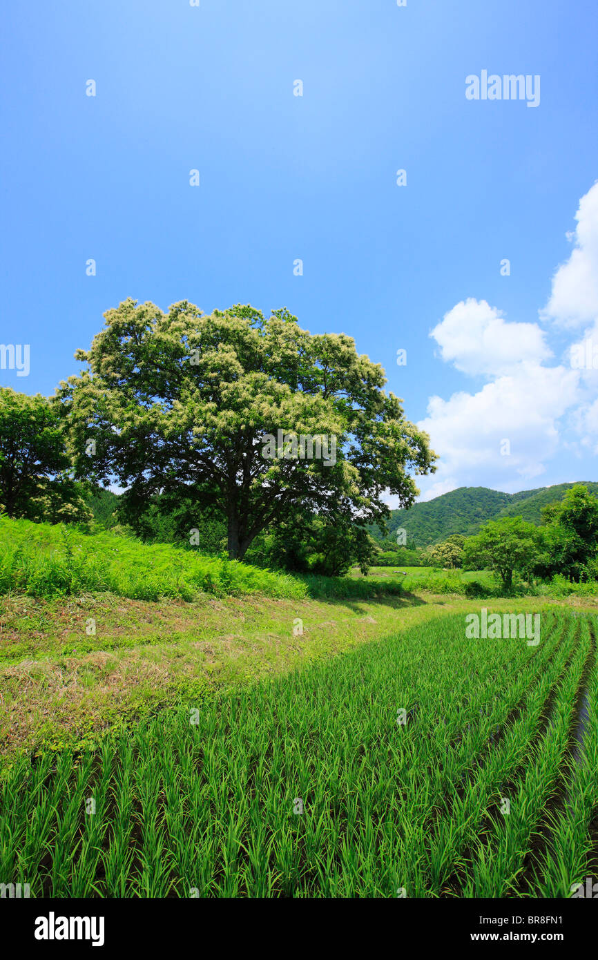 Japan urban rice field hi-res stock photography and images - Alamy