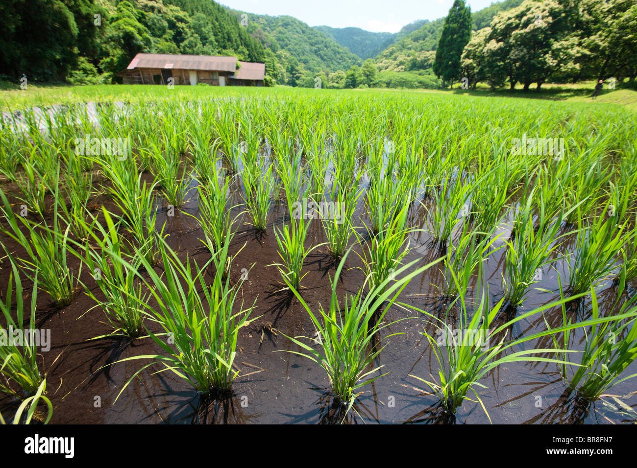Japan urban rice paddy hi-res stock photography and images - Alamy